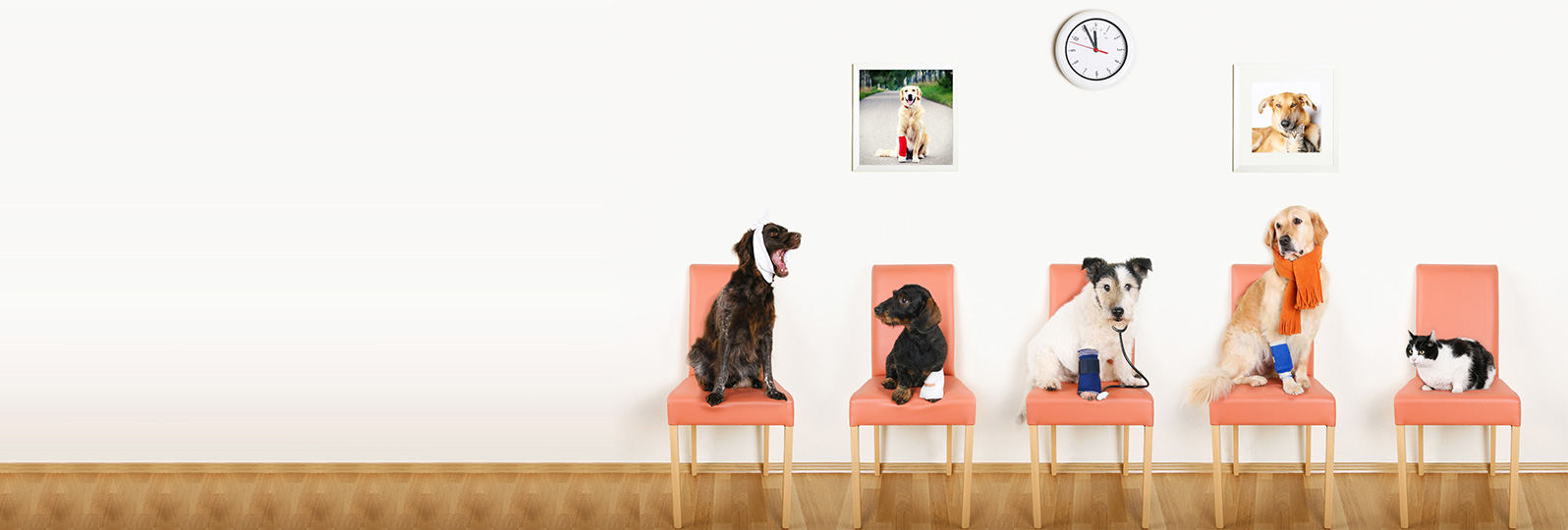 CountryChase Veterinary | Veterinarians | Schedule an Appointment